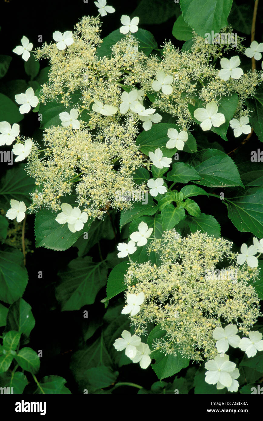 Hydrangea root hi-res stock photography and images - Alamy