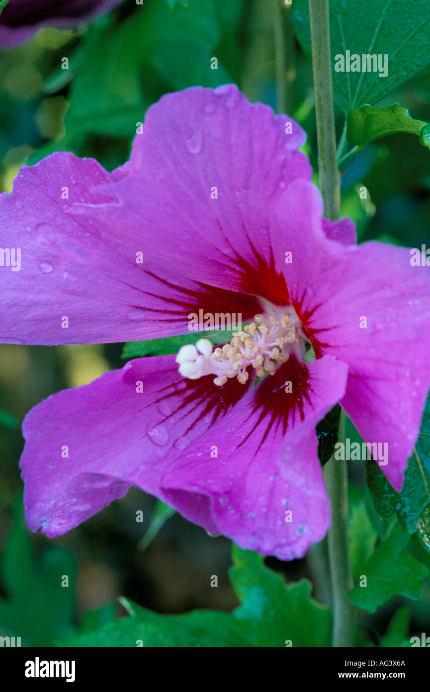 Hibiscus syriacus Russian Violet Stock Photo - Alamy