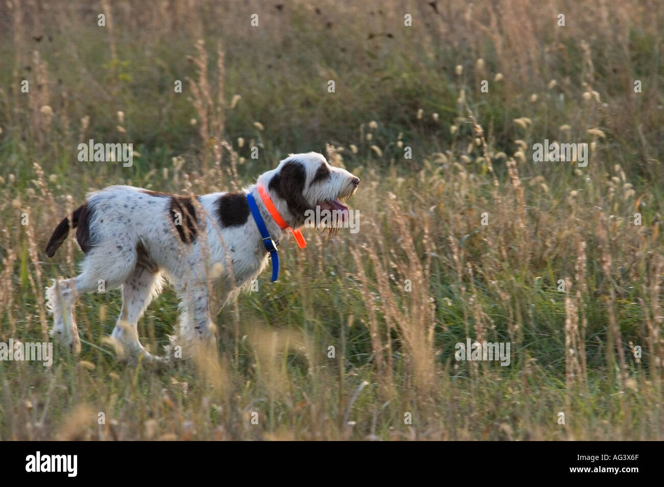 Hunting test hi-res stock photography and images - Alamy