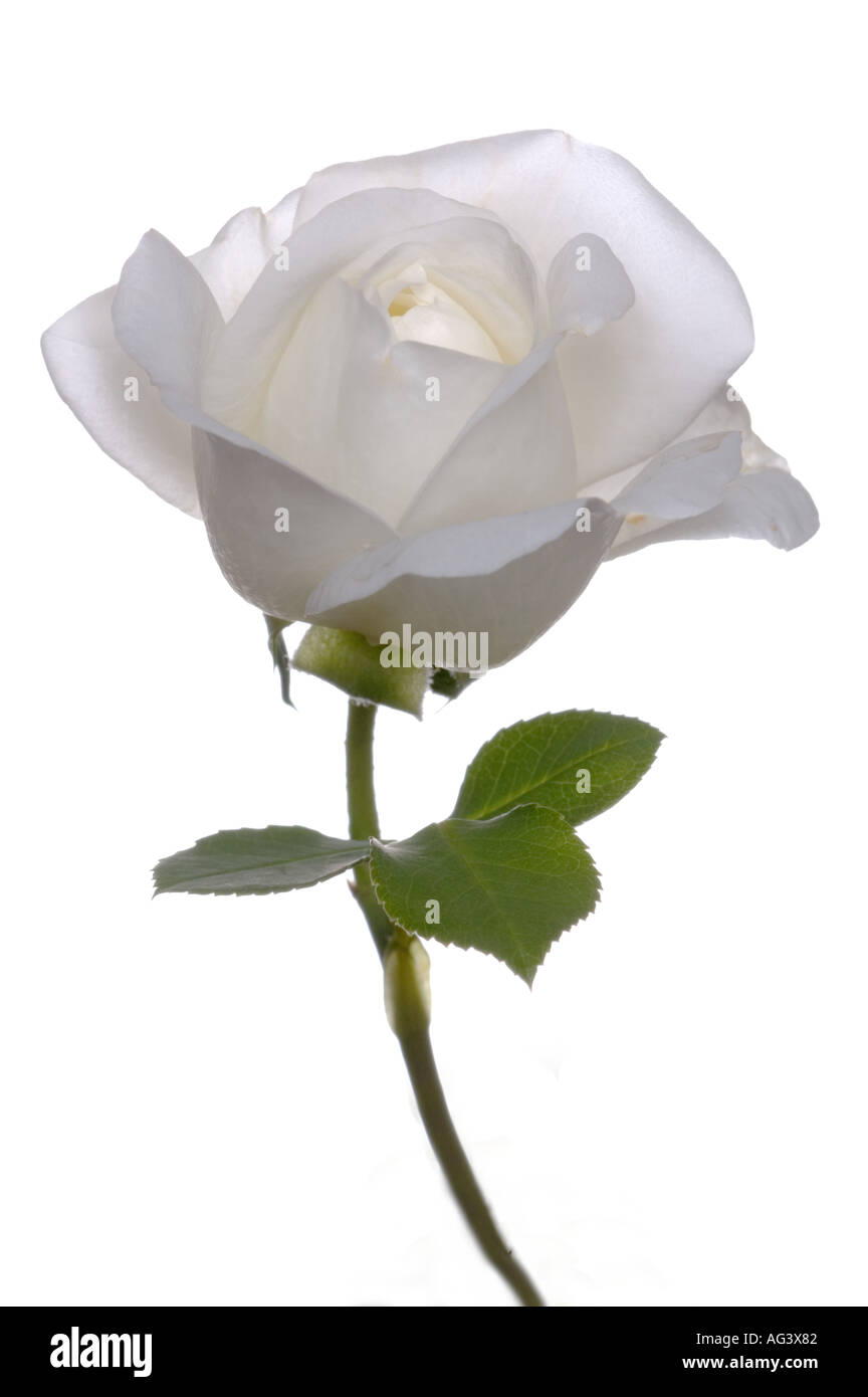 Single white rose with leaves closeup against light background Stock ...