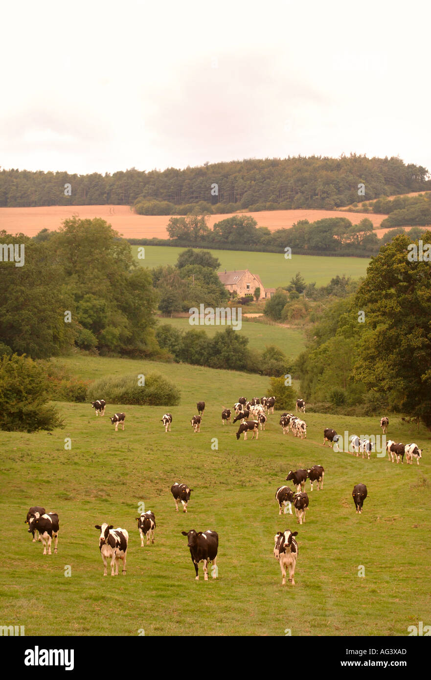 FRIESIAN COWS AFTER MILKING ON A DAIRY FARM IN GLOUCESTERSHIRE UK Stock ...
