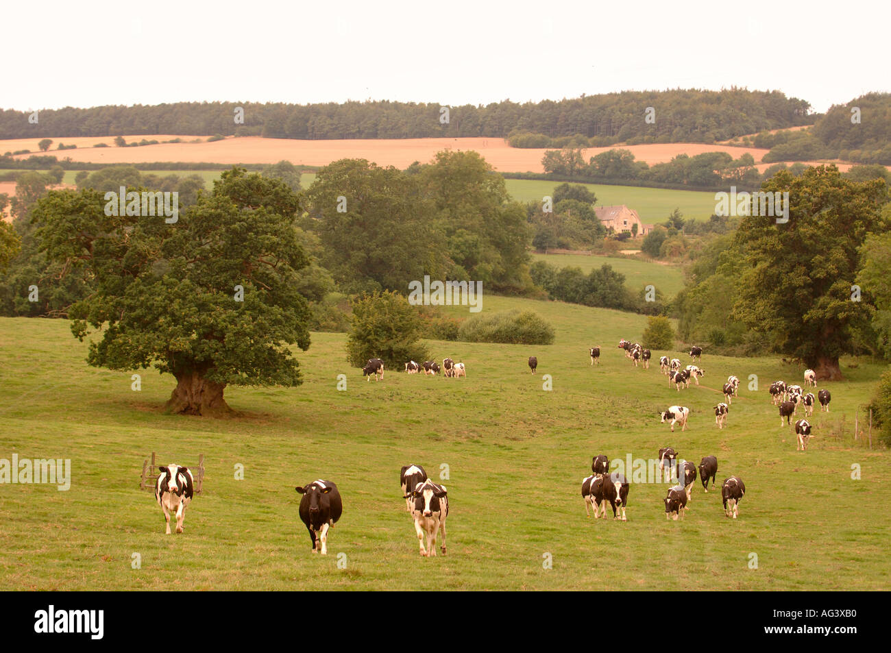 FRIESIAN COWS AFTER MILKING ON A DAIRY FARM IN GLOUCESTERSHIRE UK Stock ...