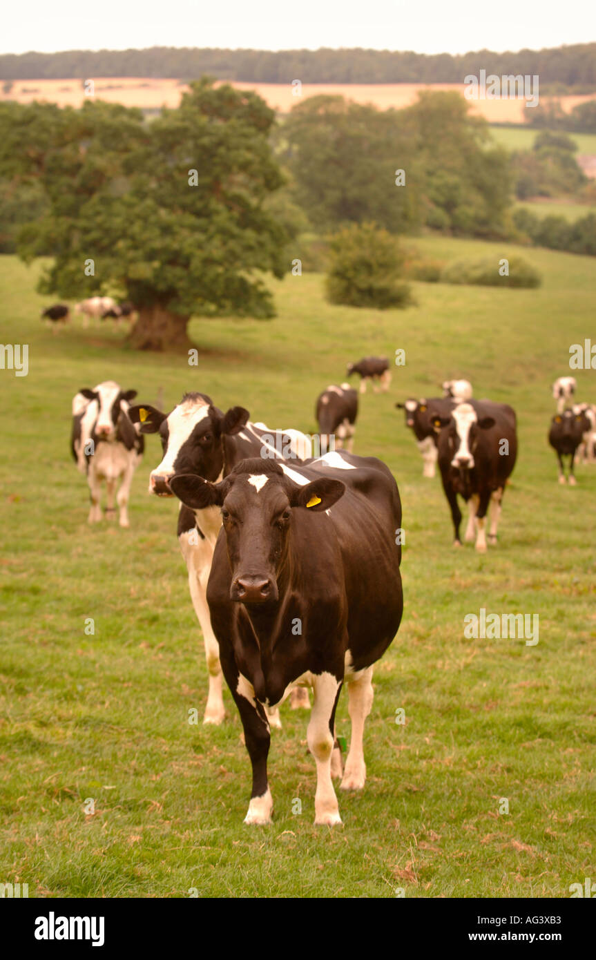 Friesian cows after milking on hi-res stock photography and images - Alamy