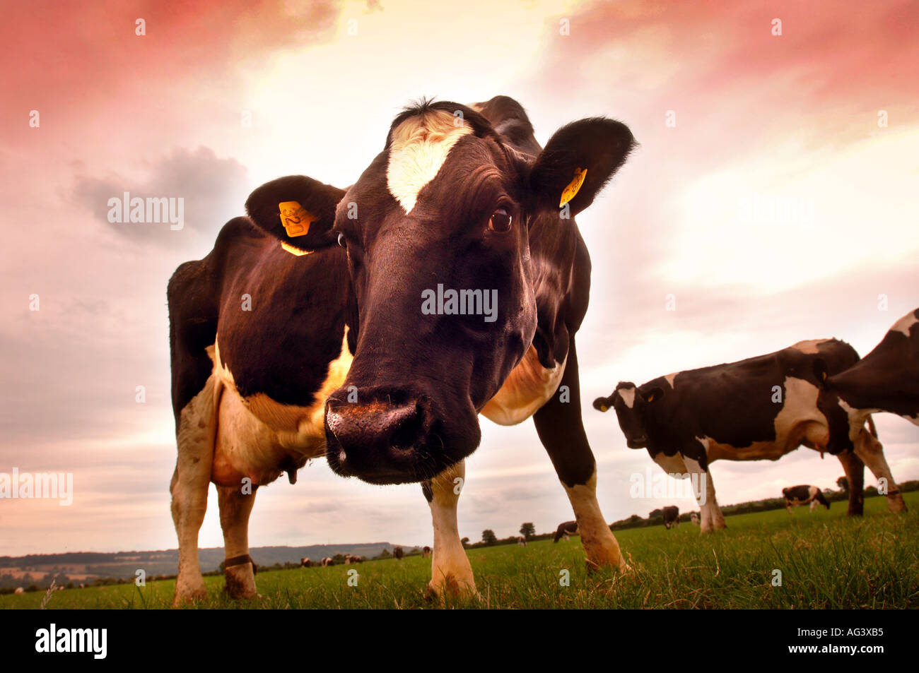 FRIESIAN COWS AFTER MILKING ON A DAIRY FARM IN GLOUCESTERSHIRE UK Stock ...