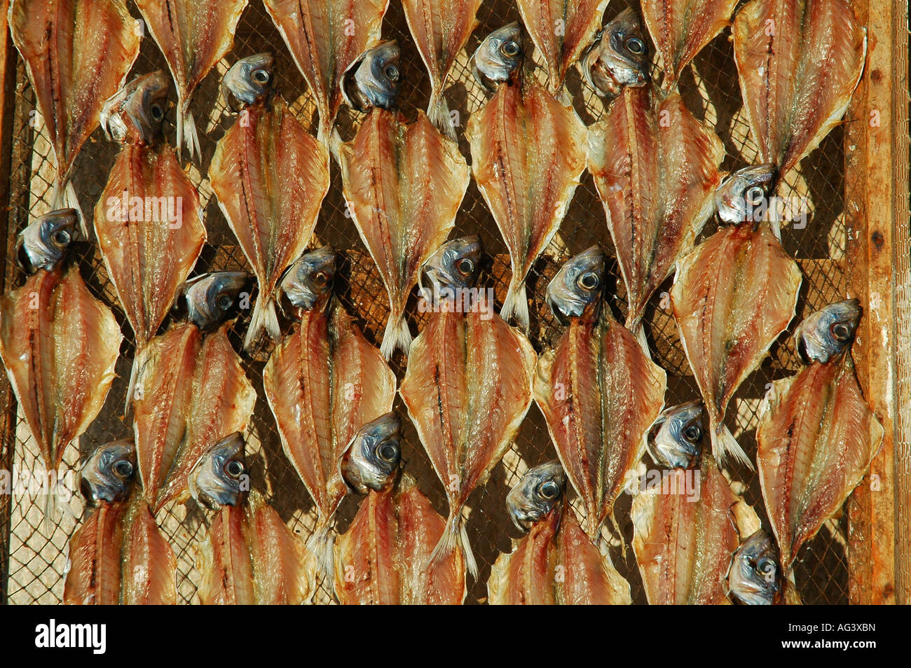 Stack of mackerel fishes open and hung out to dry in the sun in the ...