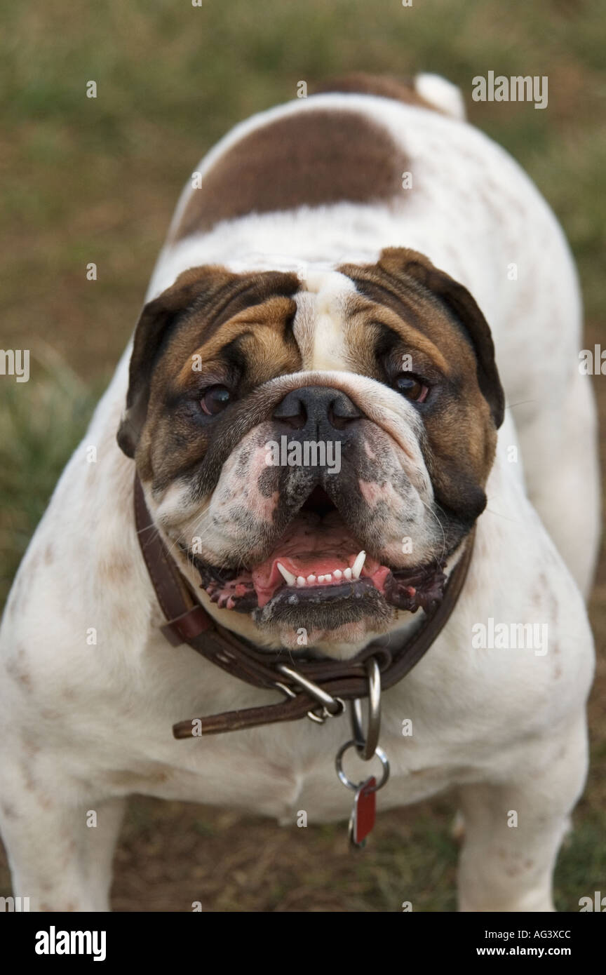 Akc symbol hi-res stock photography and images - Alamy