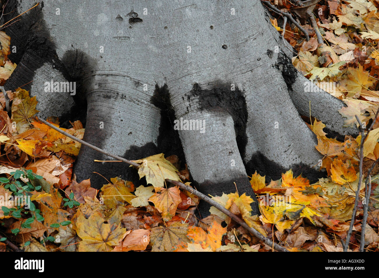 Tree root toes Stock Photo - Alamy