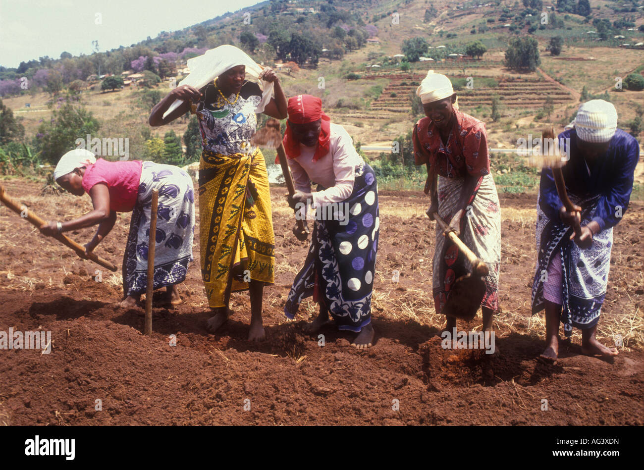 Women´s group digging terraces in Machakos, kenya Stock Photo - Alamy