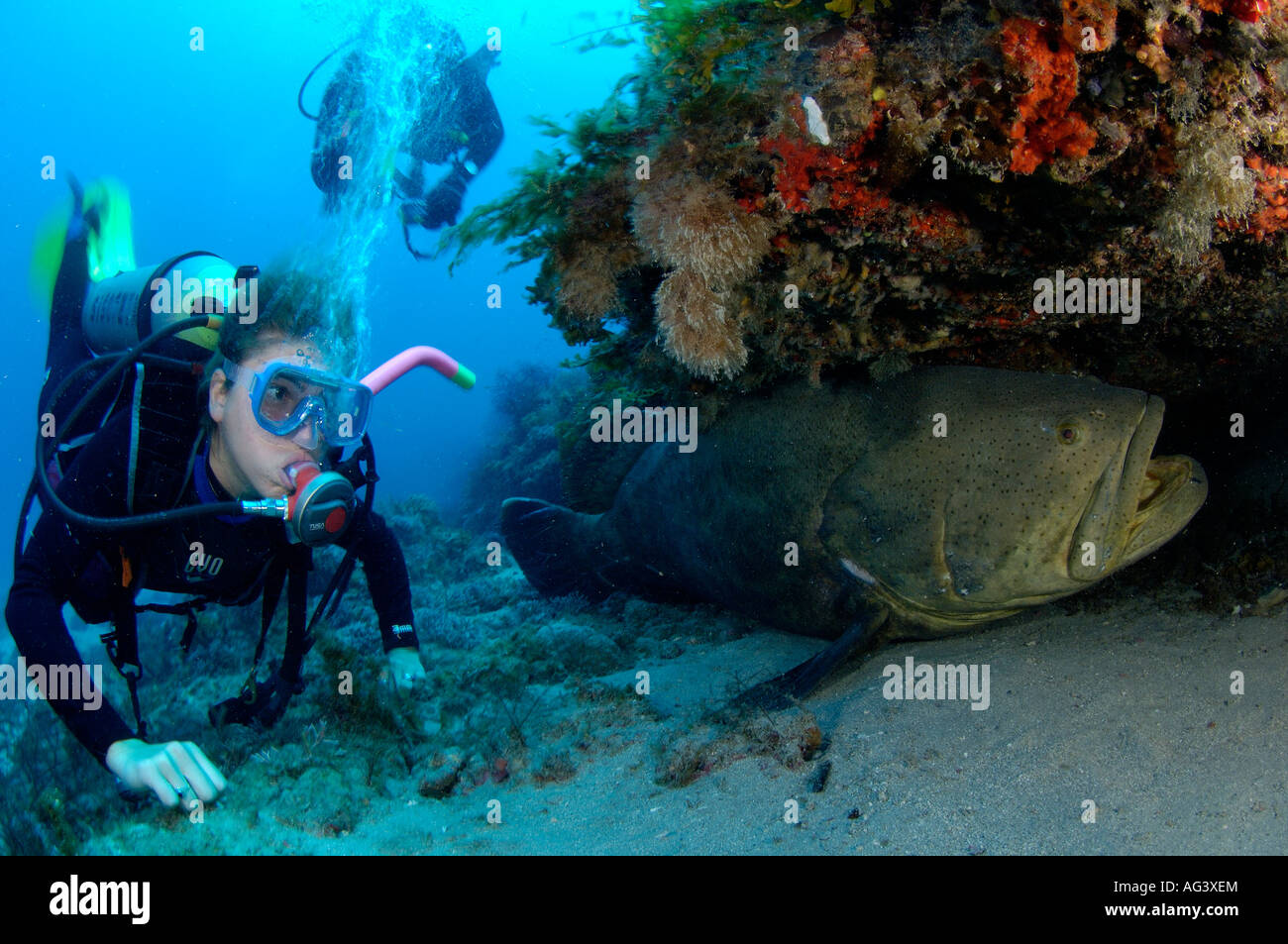 A scuba diver looks at a Goliath Grouper (Epinephelus itajara) hiding ...