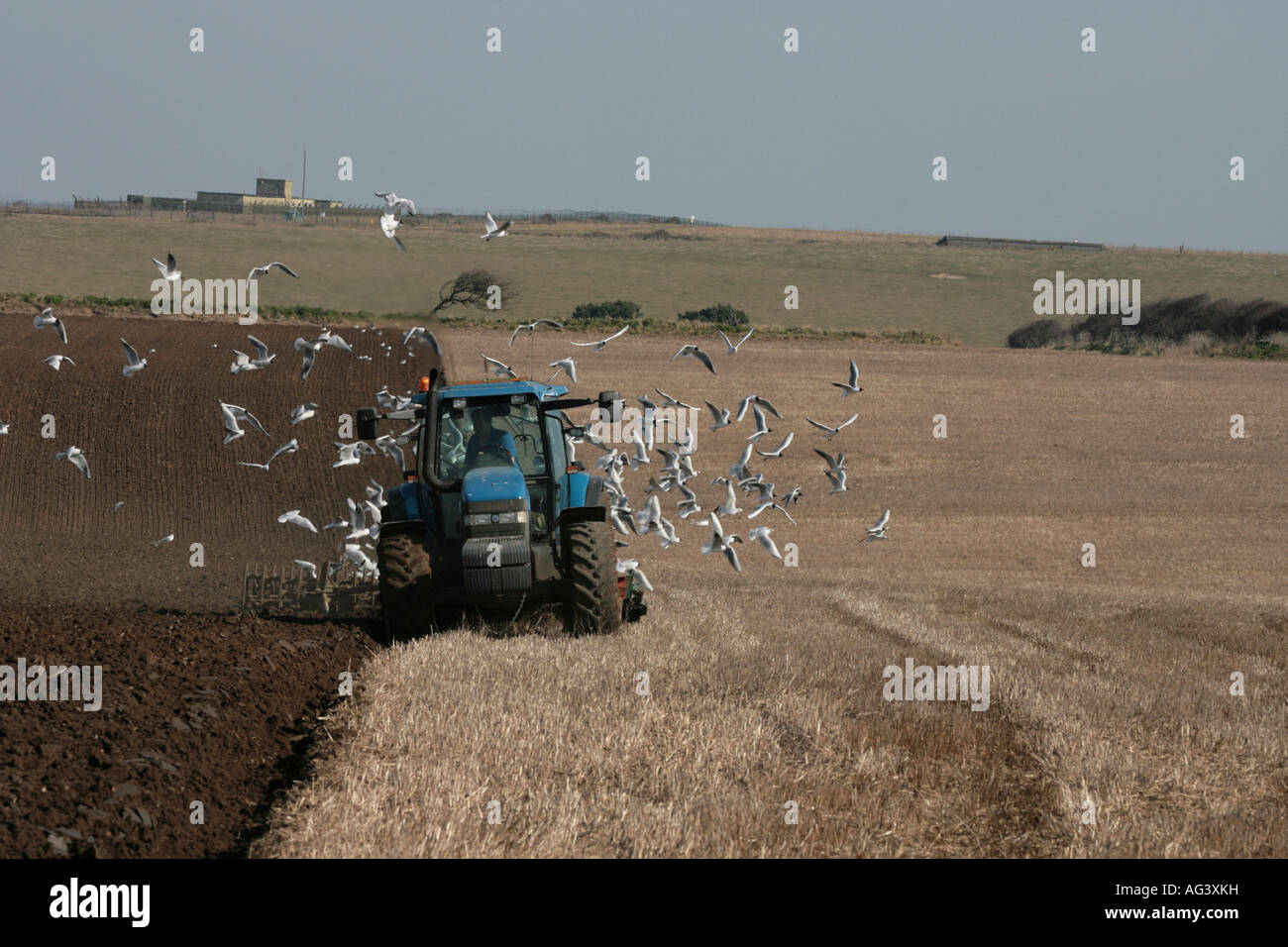 Tractor ploughing with gulls flying behind on the North Norfolk coast ...