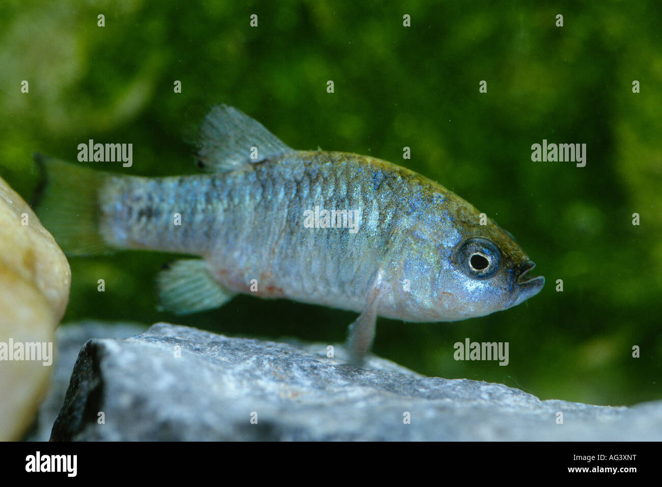 Pupfish hi-res stock photography and images - Alamy