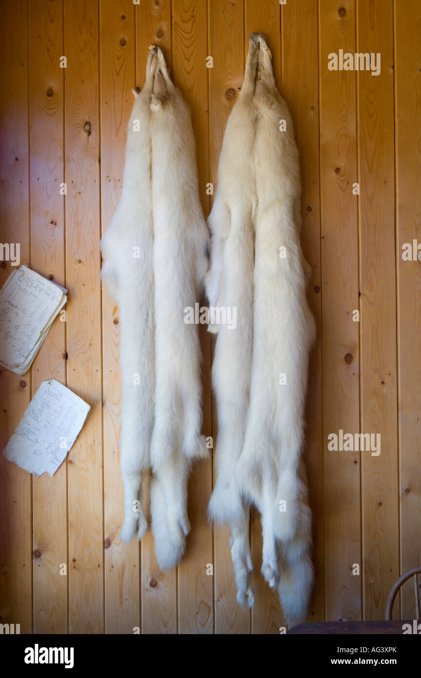 Pelts hi-res stock photography and images - Alamy