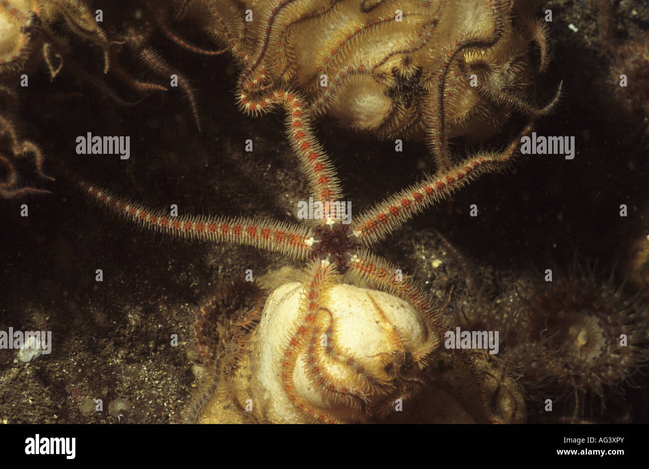 Common Brittle Star. British Marine Life. Image taken underwater. UK ...