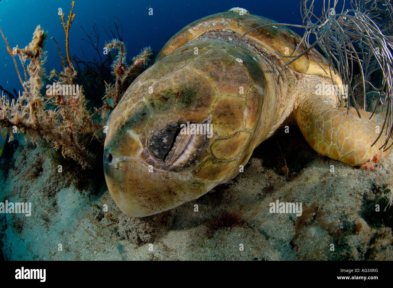 Female Loggerhead Sea Turtle (Caretta caretta) sleeping on the reef in ...