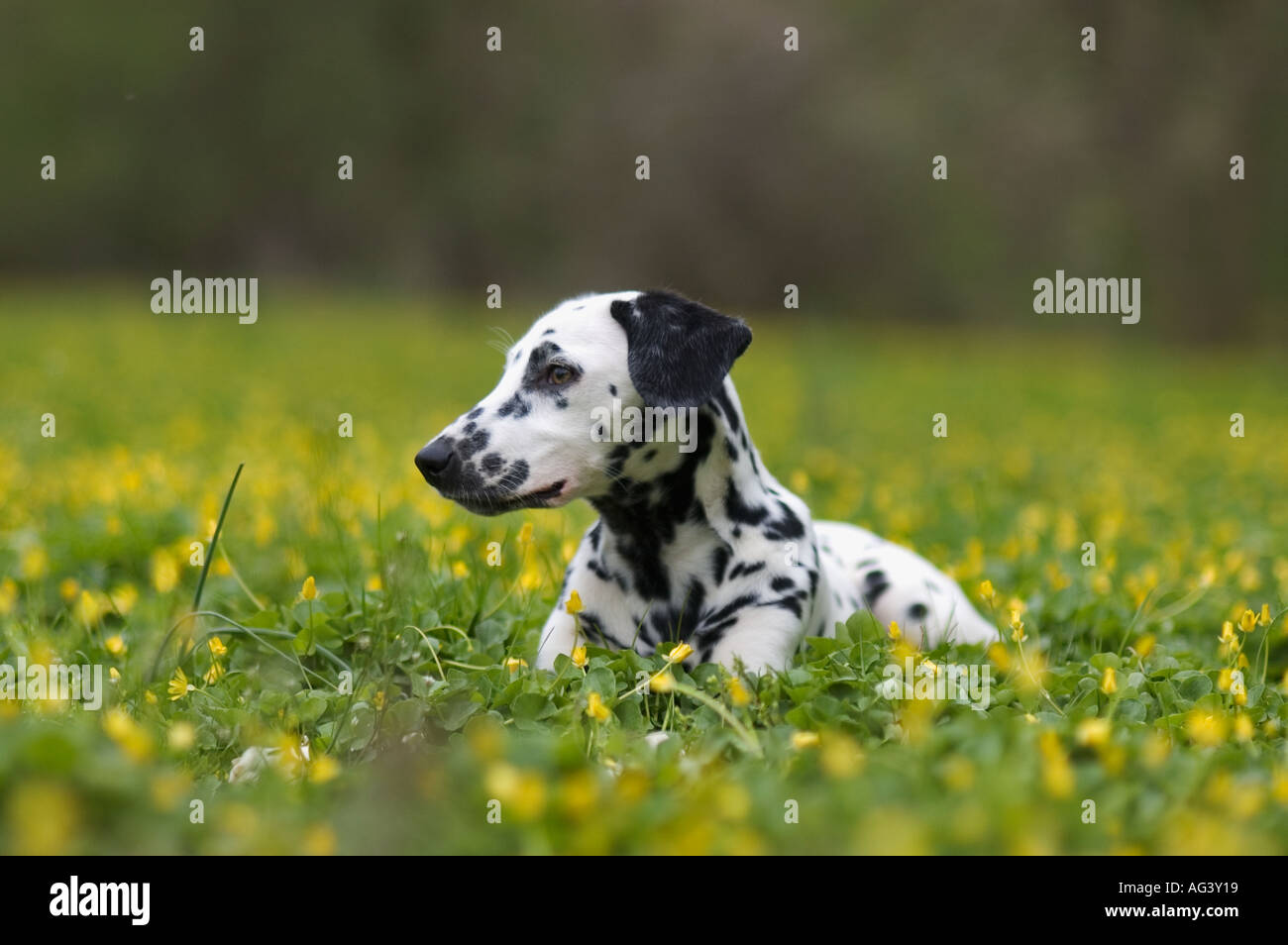 Dalmation flower hi-res stock photography and images - Alamy