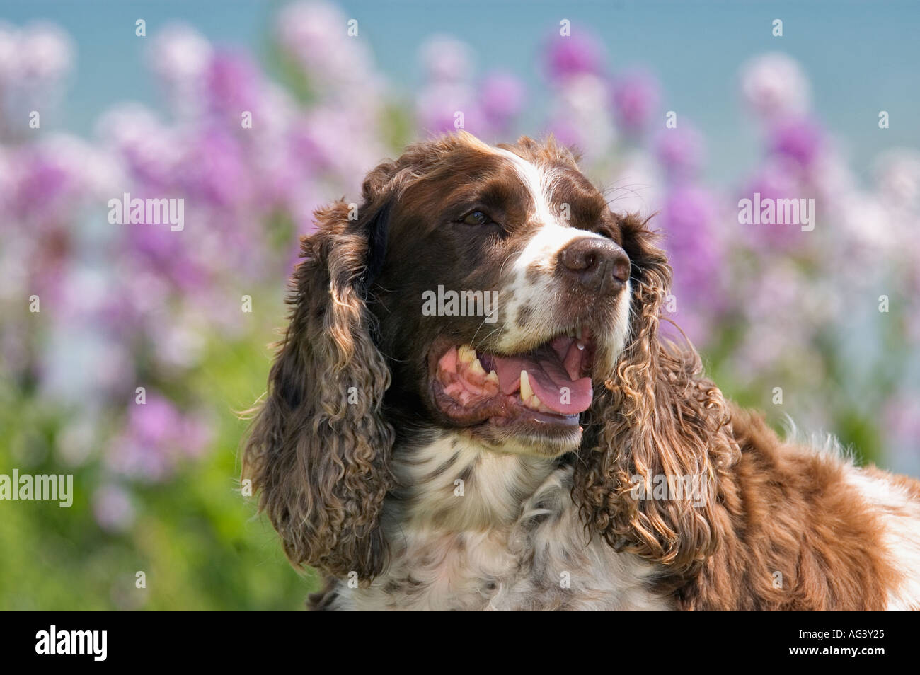 Liver and white springer spaniel hi-res stock photography and images ...
