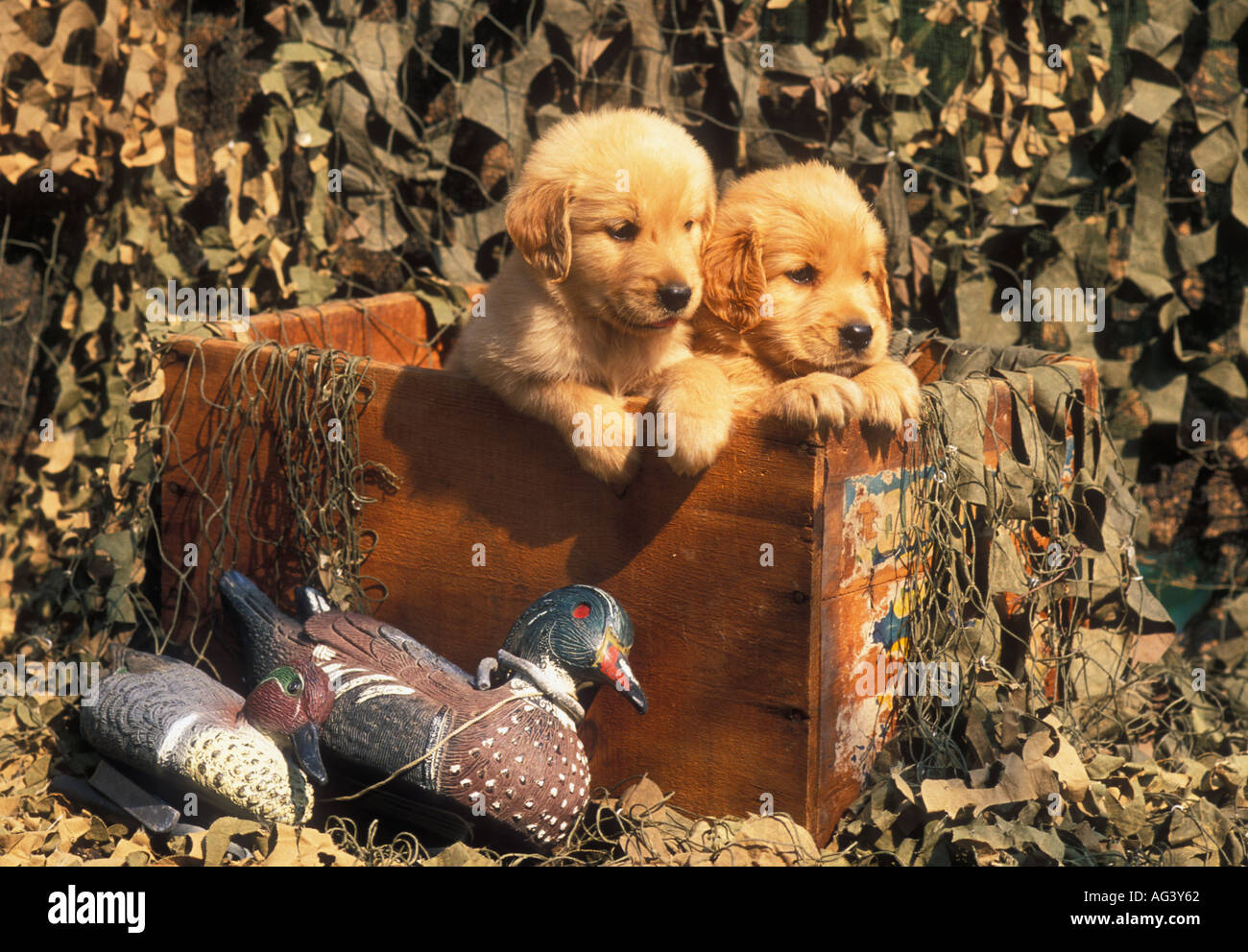 Retriever with duck decoys hi-res stock photography and images - Alamy