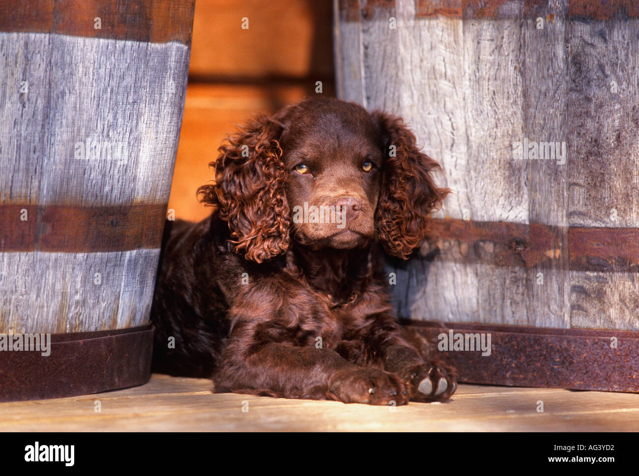 American Water Spaniel Puppy Stock Photo - Alamy