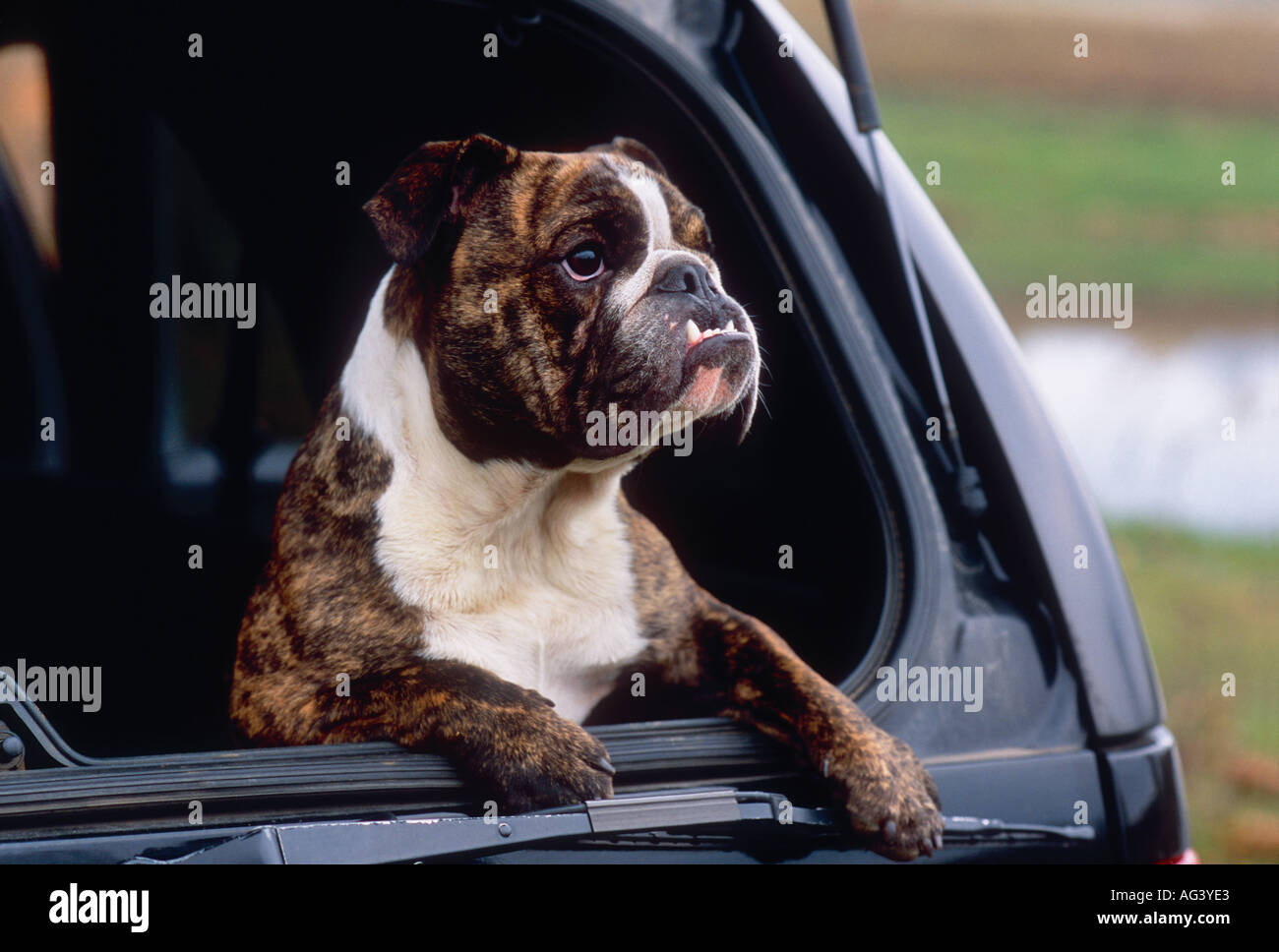 Bulldog Puppy Peering Out of Back of SUV Stock Photo - Alamy