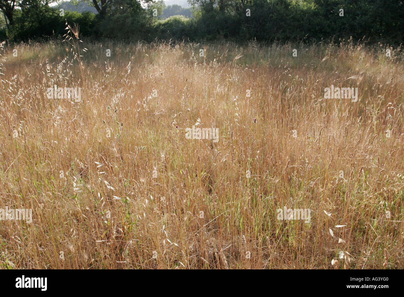 Sun dry land hi-res stock photography and images - Alamy