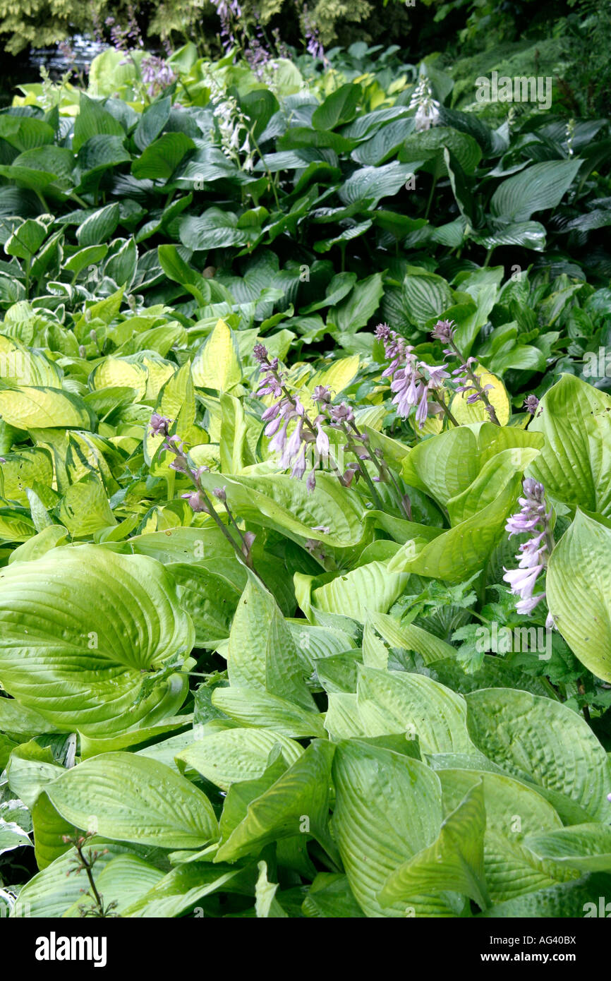 HOSTA BED AT MARWOOD HILL GARDEN NORTH DEVON Stock Photo - Alamy