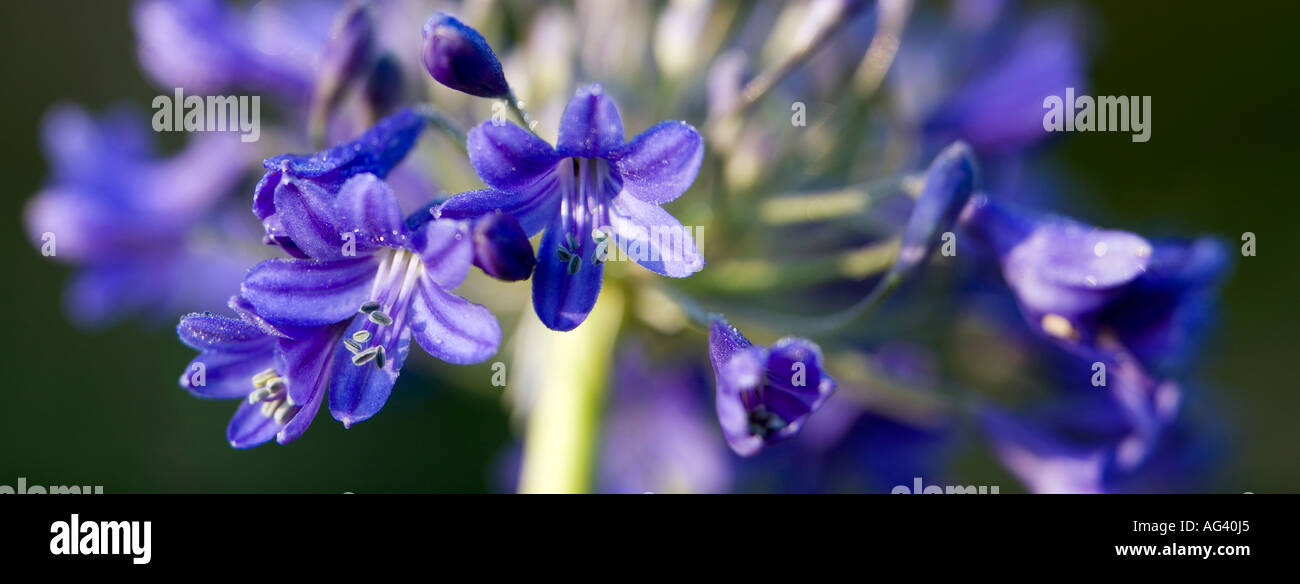 Agapanthus. African blue lily. Panoramic Stock Photo - Alamy