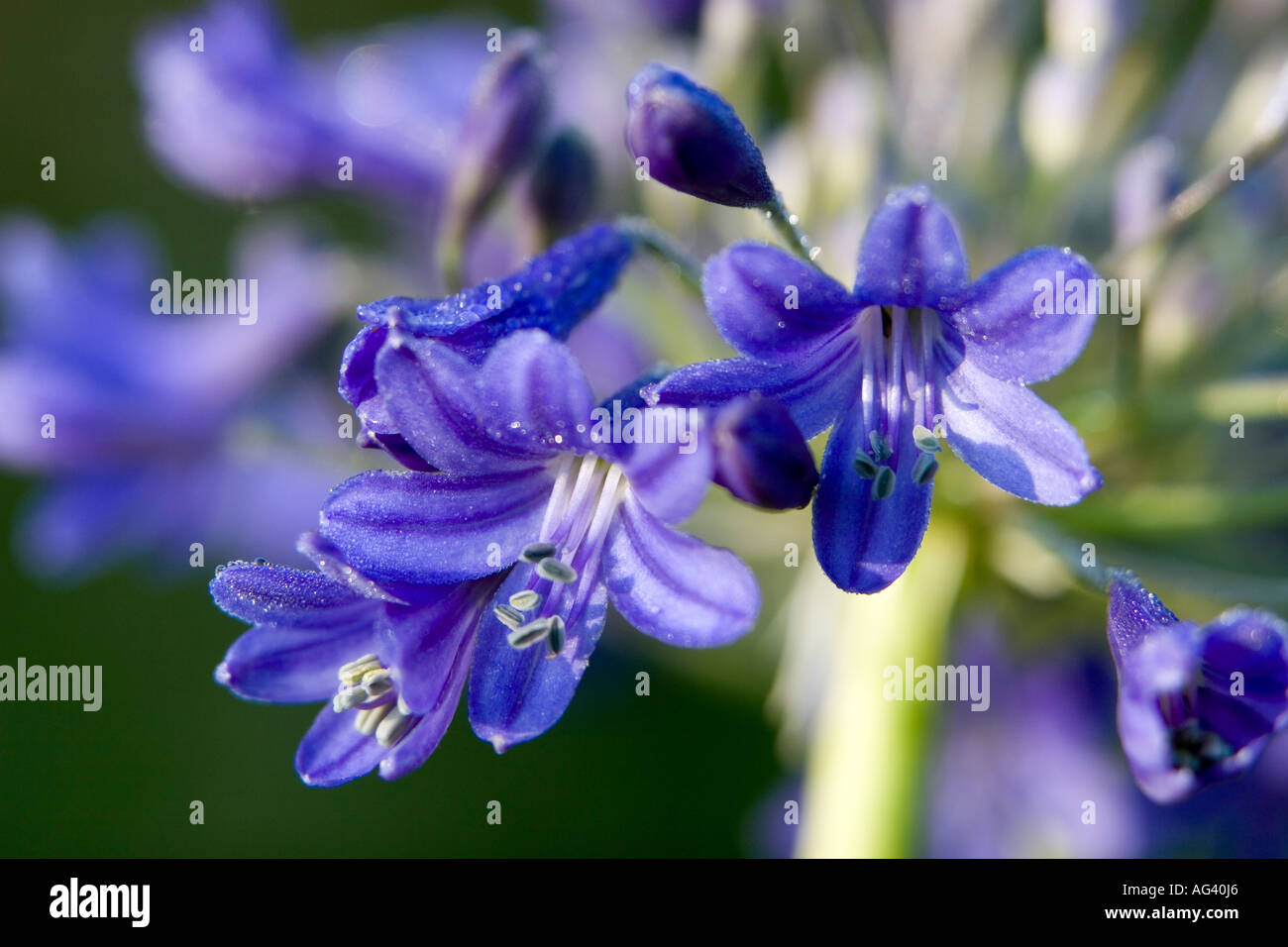 Agapanthus. African blue lily Stock Photo - Alamy