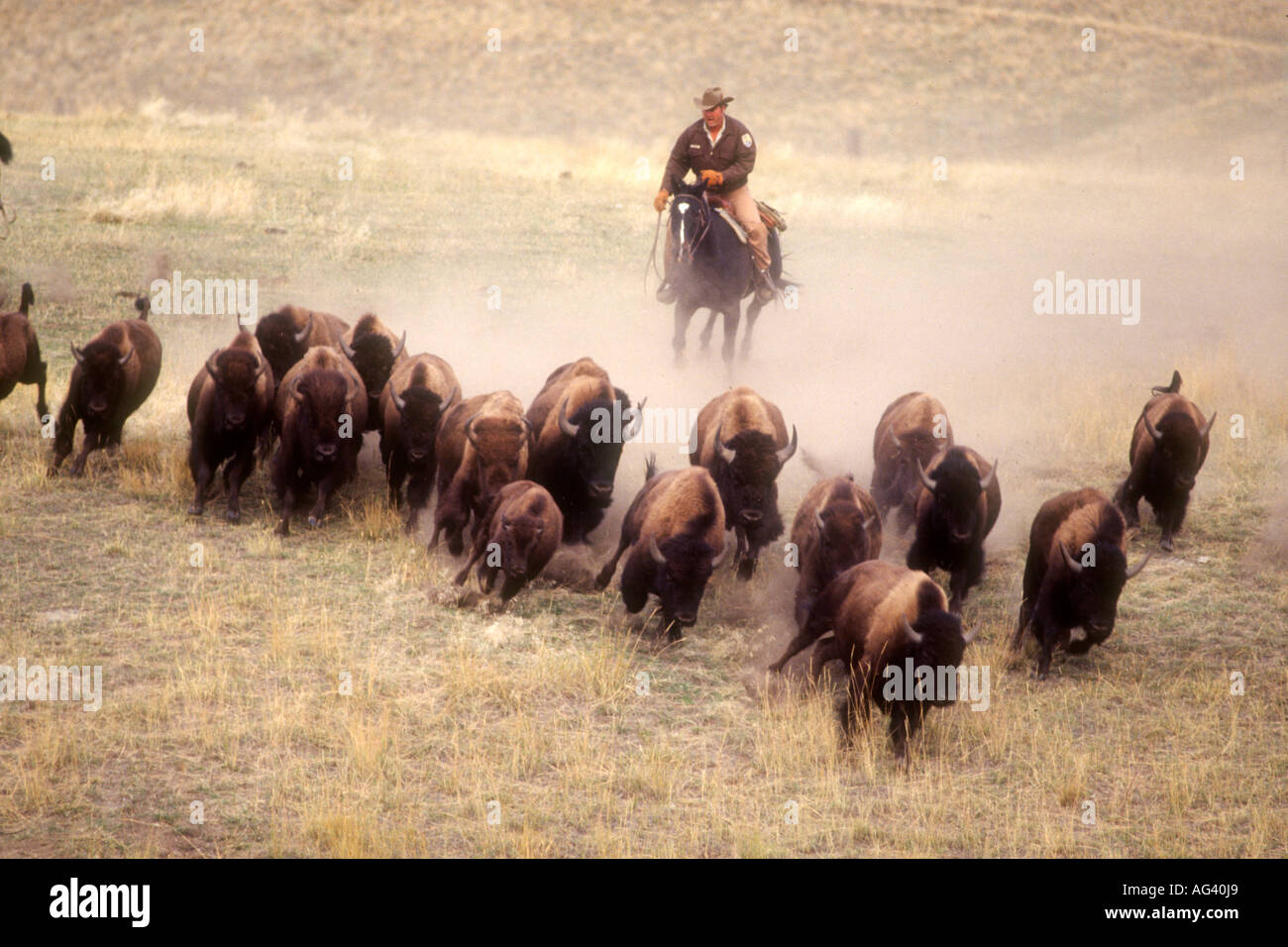 Buffalo roundup, Moiese Montana USA National Bison Range Stock Photo ...