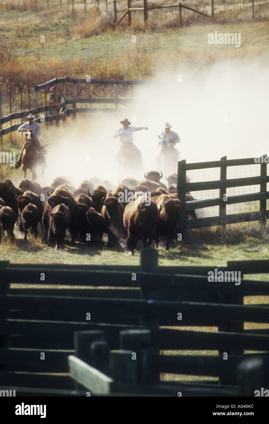 Roundup corral hi-res stock photography and images - Alamy