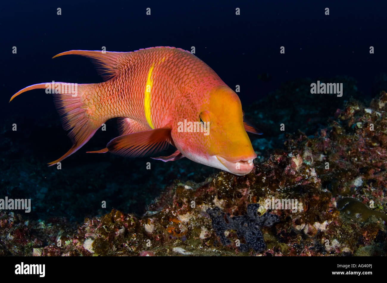 Coral hogfish hi-res stock photography and images - Alamy