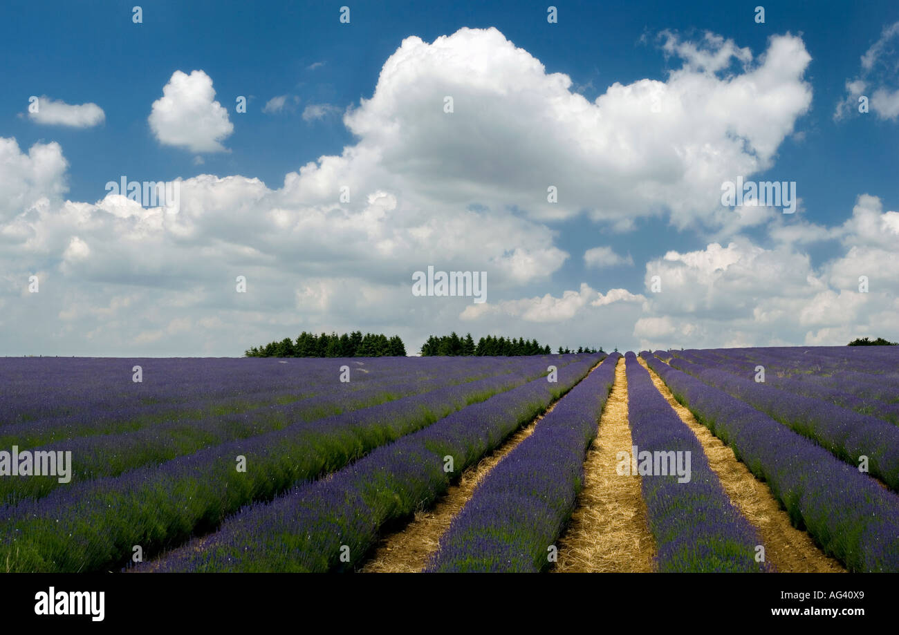 Rows of lavender in a field at Snowshill farm Gloucestershire England ...