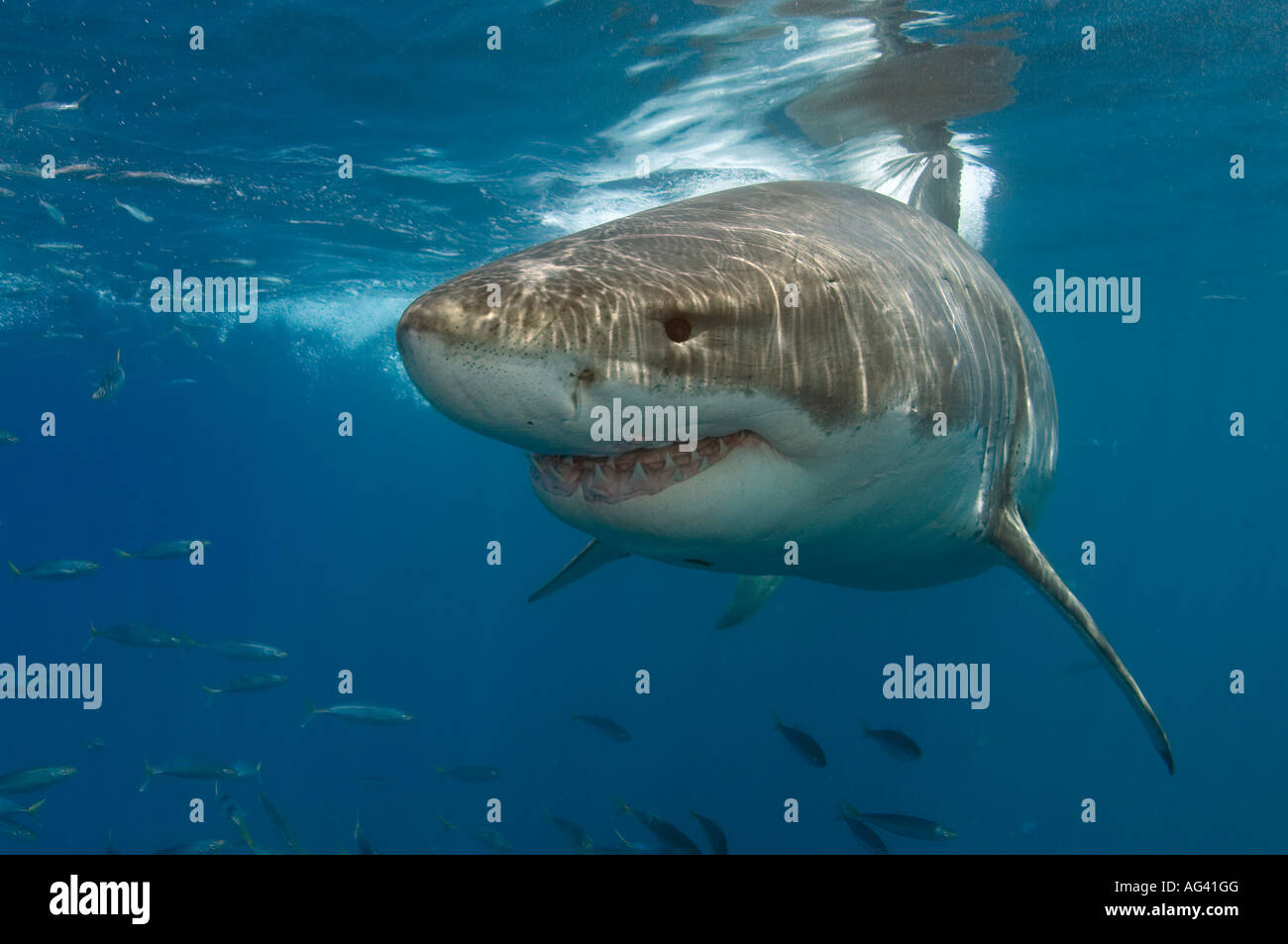 Great White Shark (Carcharodon carcharias) photographed in Guadalupe ...