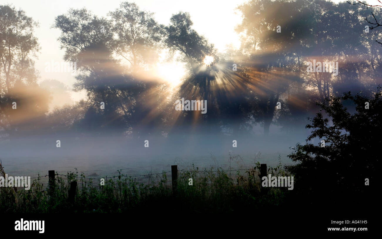 Early morning misty sun rays through trees in the English countryside ...