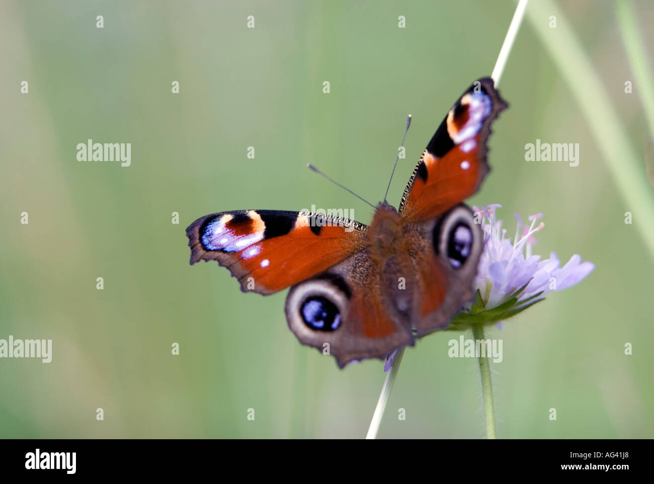 Butterfly eye spots on wings hi-res stock photography and images - Alamy