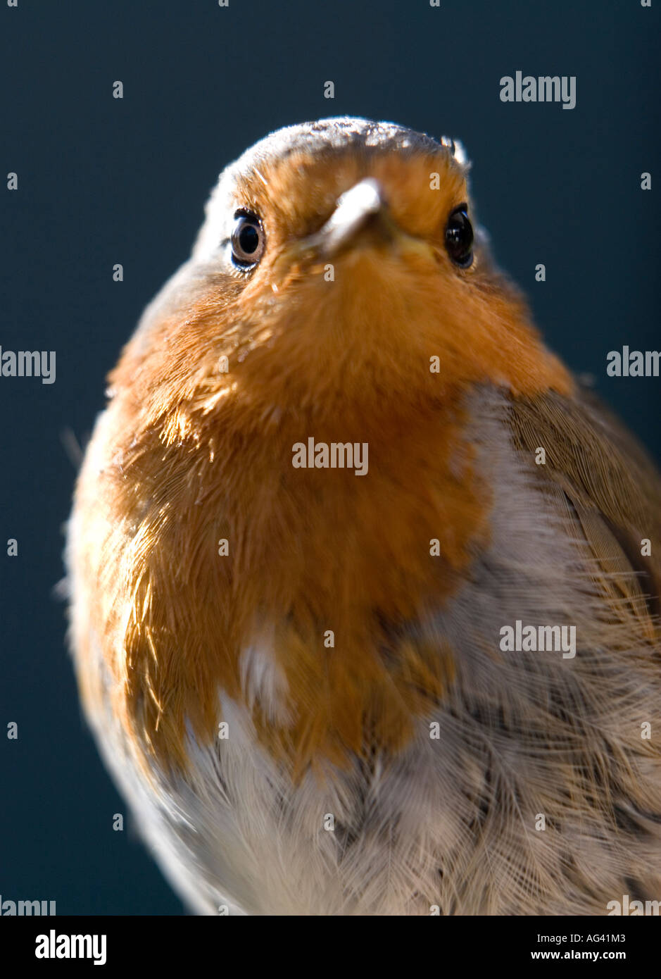Close up of robins hi-res stock photography and images - Alamy