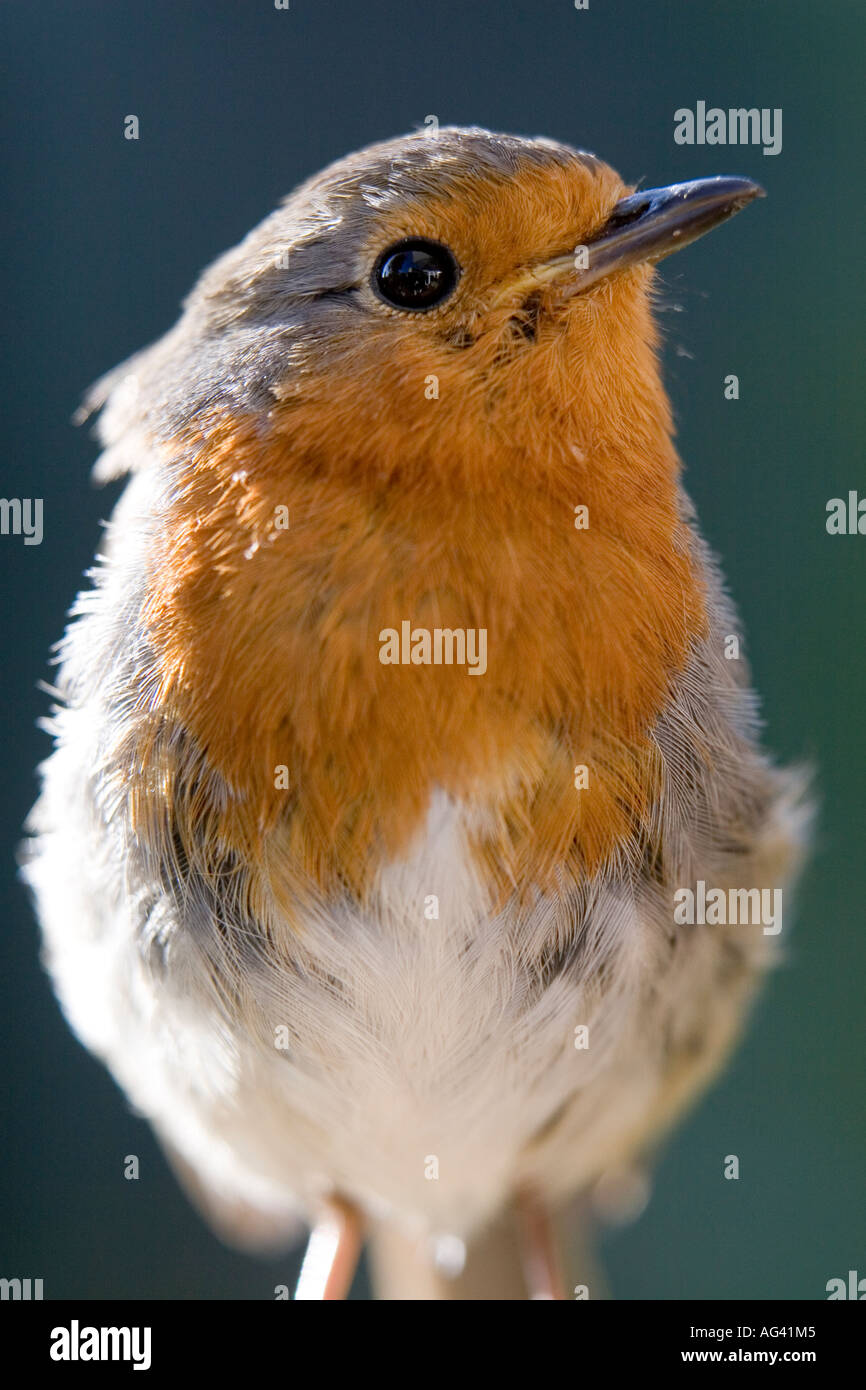 Close up of robins hi-res stock photography and images - Alamy