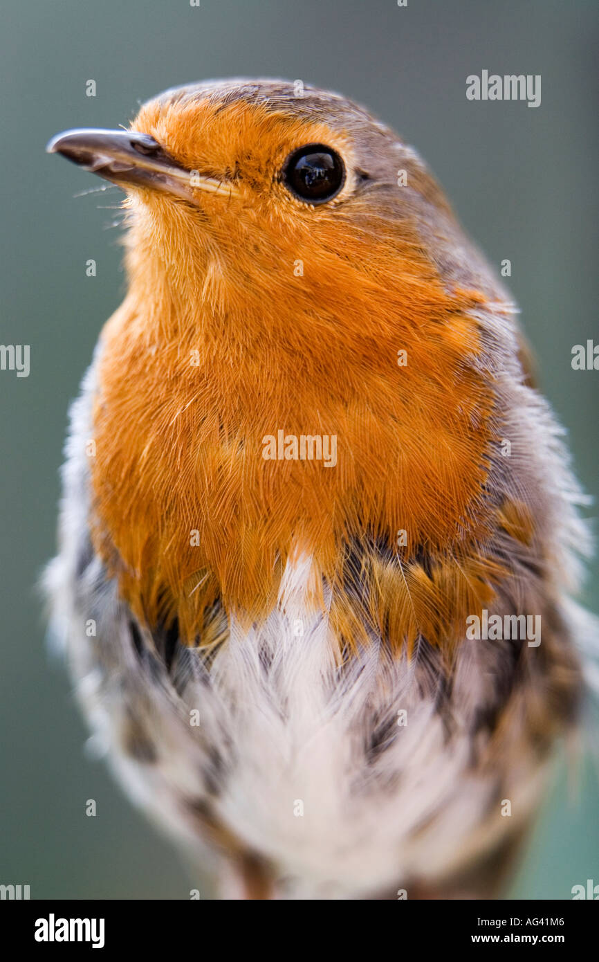 Close-up of a robin in the morning sunlight Stock Photo - Alamy