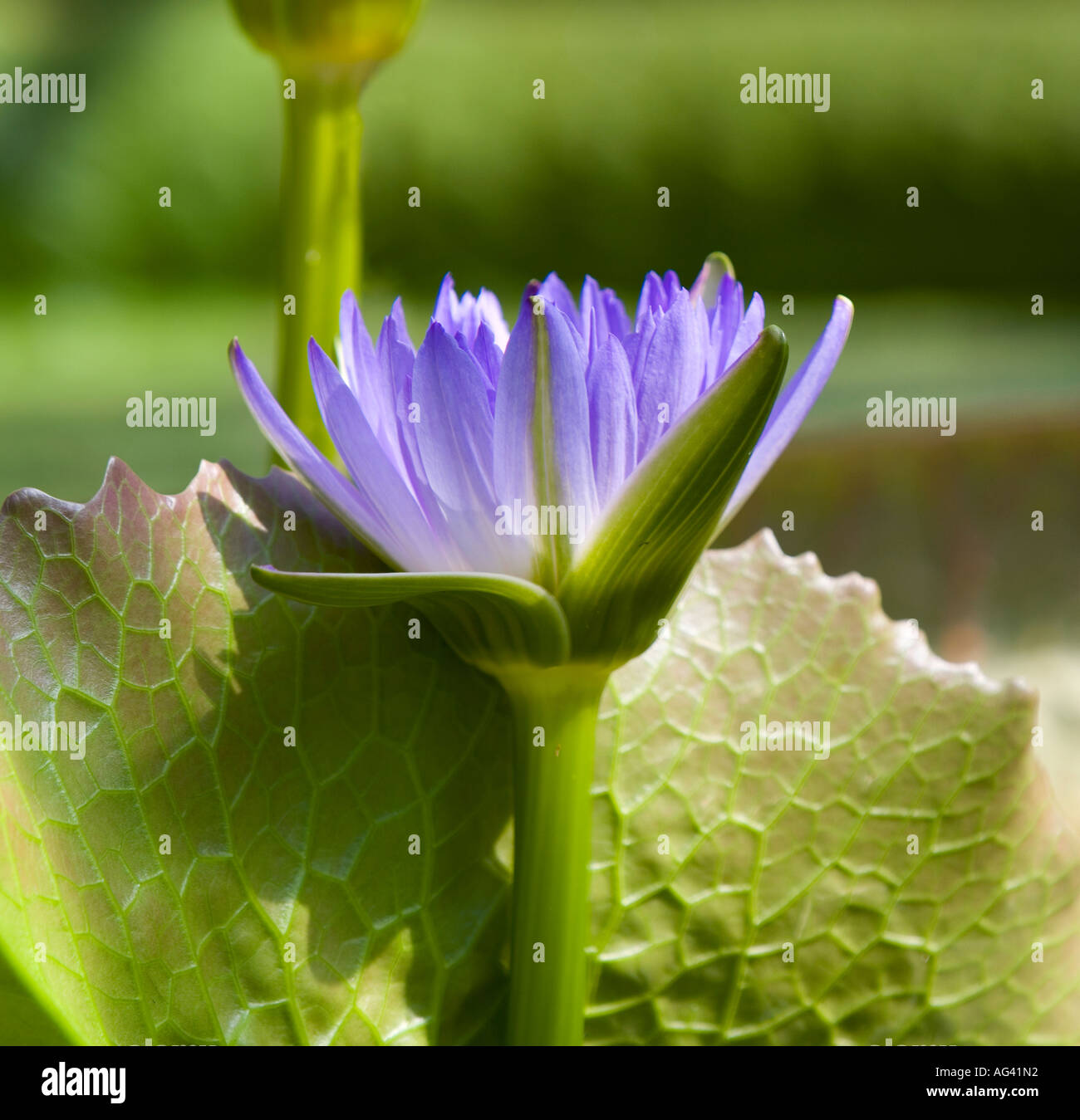 Nymphaea, Tropical waterlily Stock Photo - Alamy