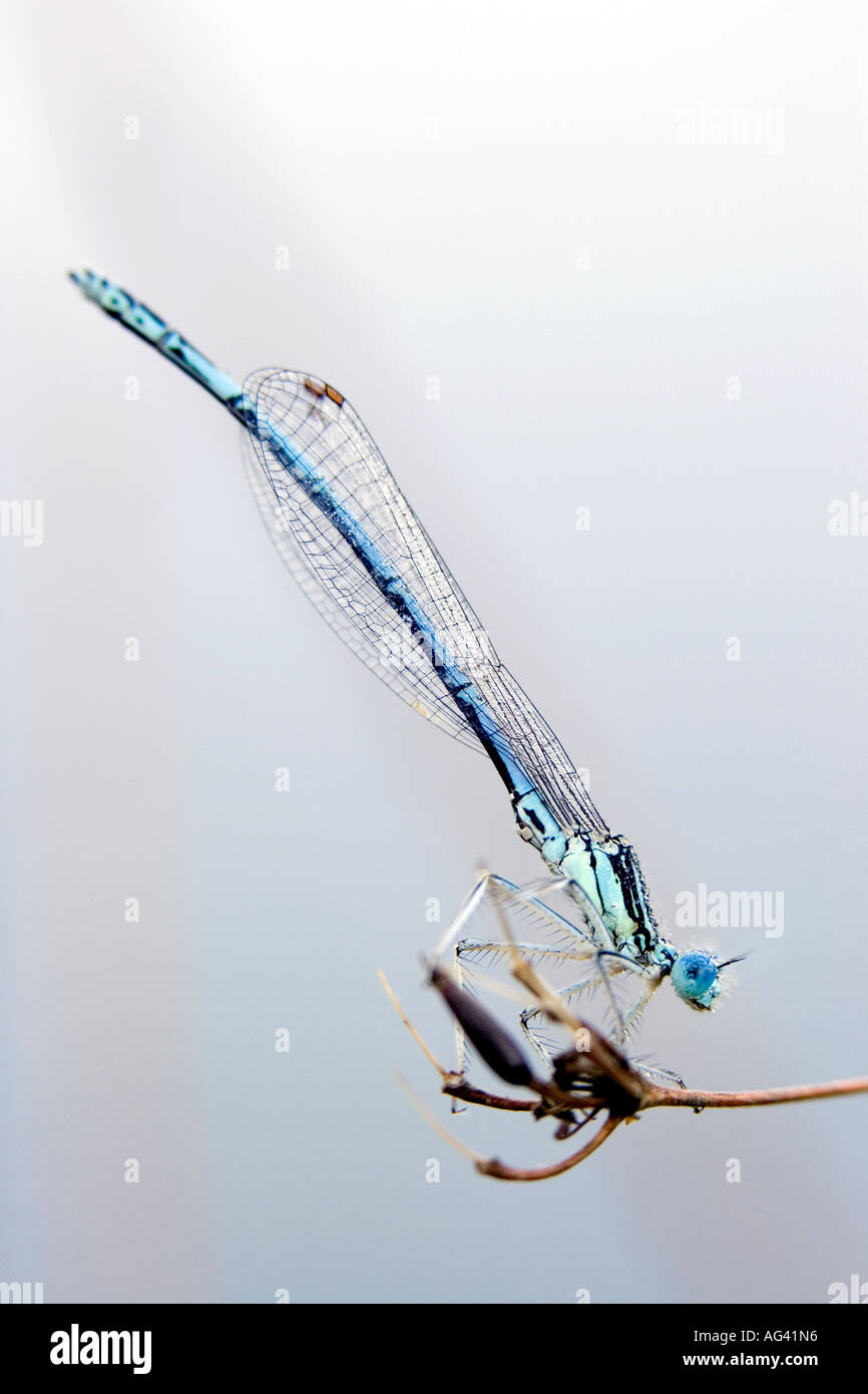Enallagma cyathigerum. Male common blue damselfly with dew resting on ...