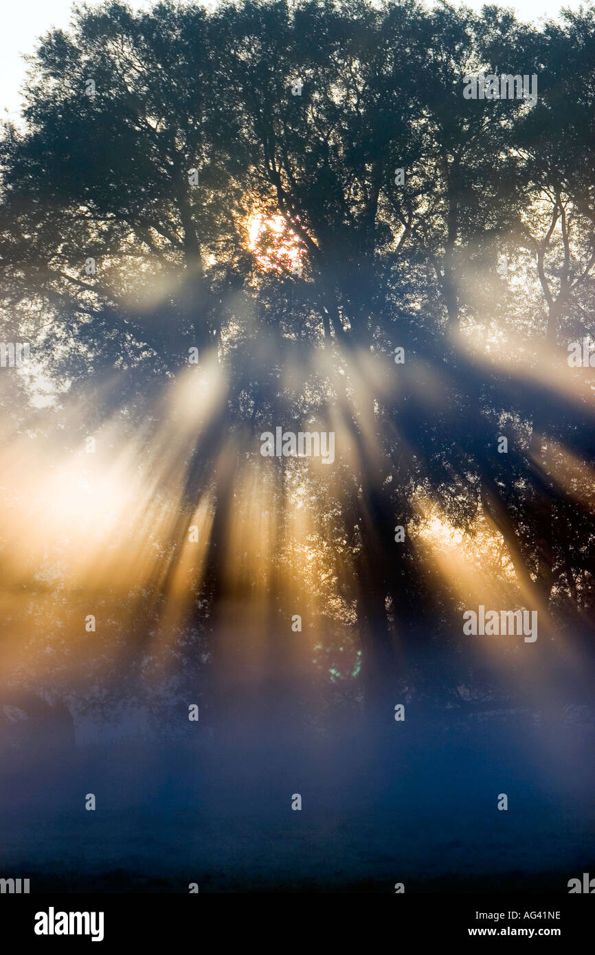 Sun rays through a tree in early morning misty English countryside ...