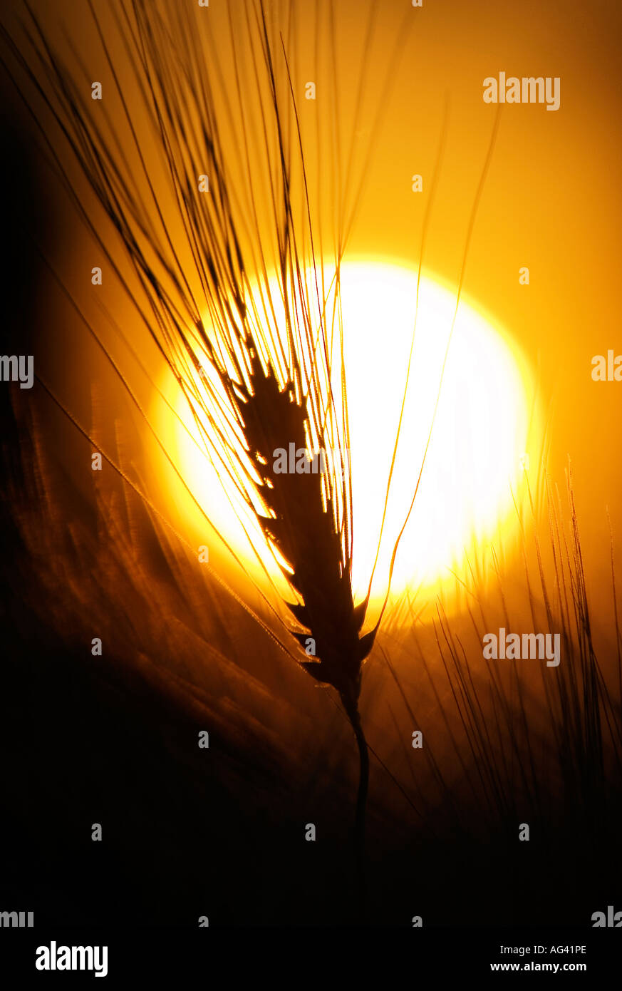 Silhouette profile of wheat ear against a rising sun in the English ...