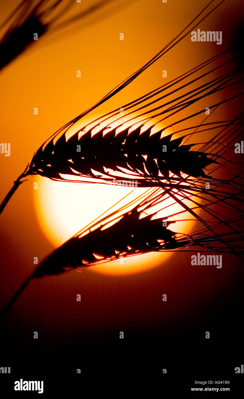 Silhouette profile of wheat ears against a rising sun in the English ...