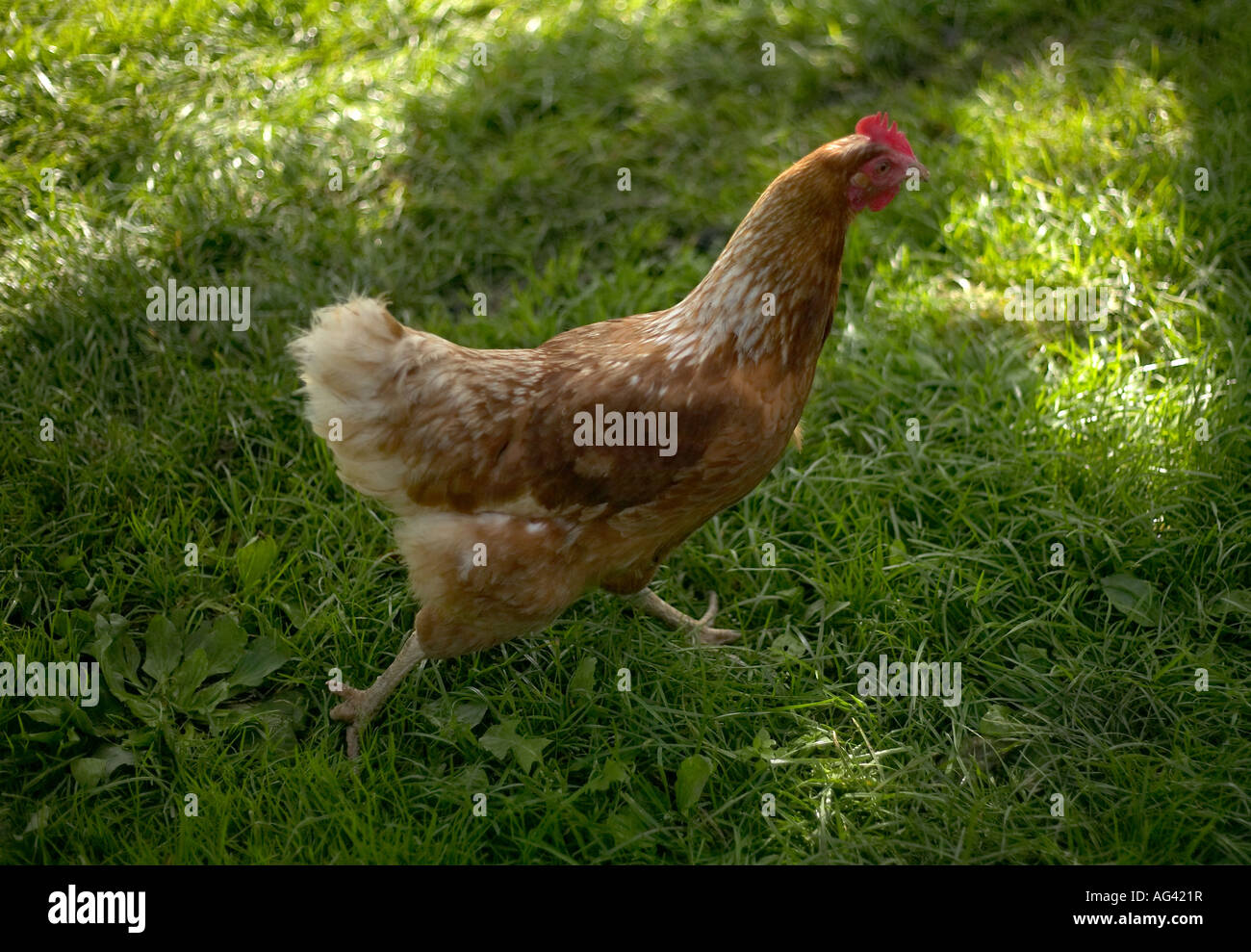 Free rang hi-res stock photography and images - Alamy