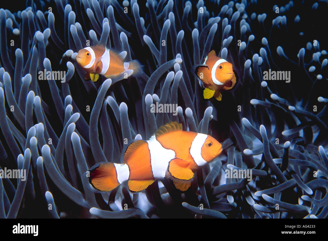 Percula clownfishes hi-res stock photography and images - Alamy