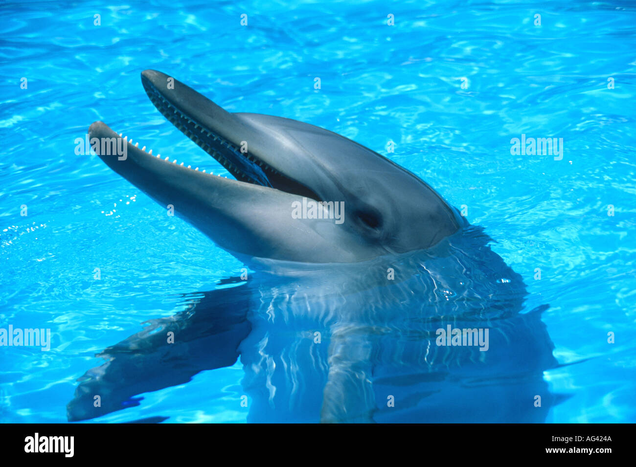 Indo-Pacific Bottlenose Dolphin,Tursiops aduncus, captive, beak open ...