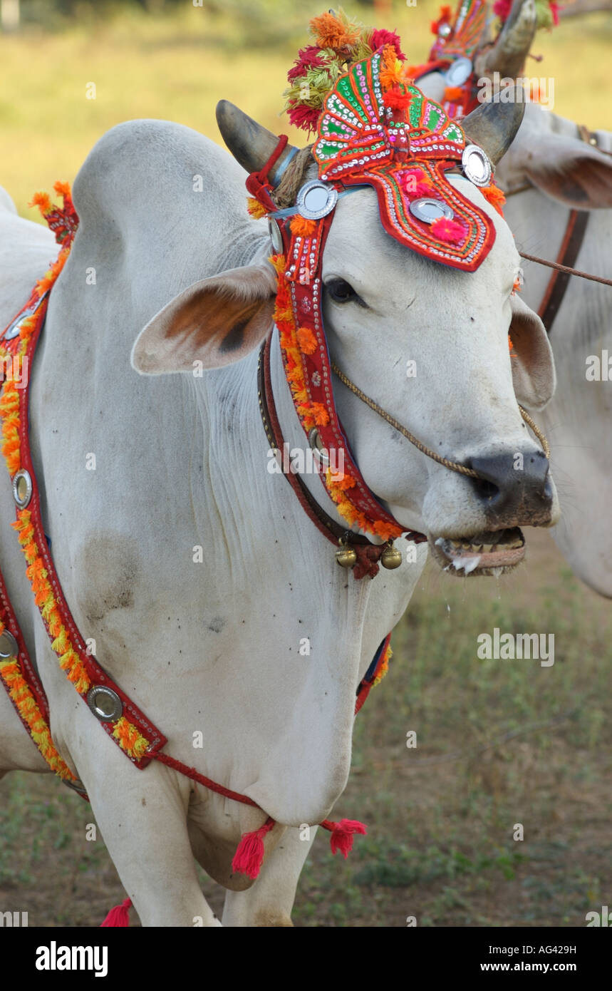 Cows decorated in costume for visitng tourist to the temples of Bagan ...