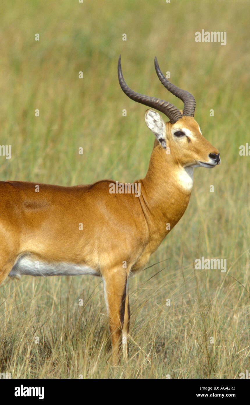 Male Uganda Kob in open grassland Ruwenzori or Queen Elizabeth National ...