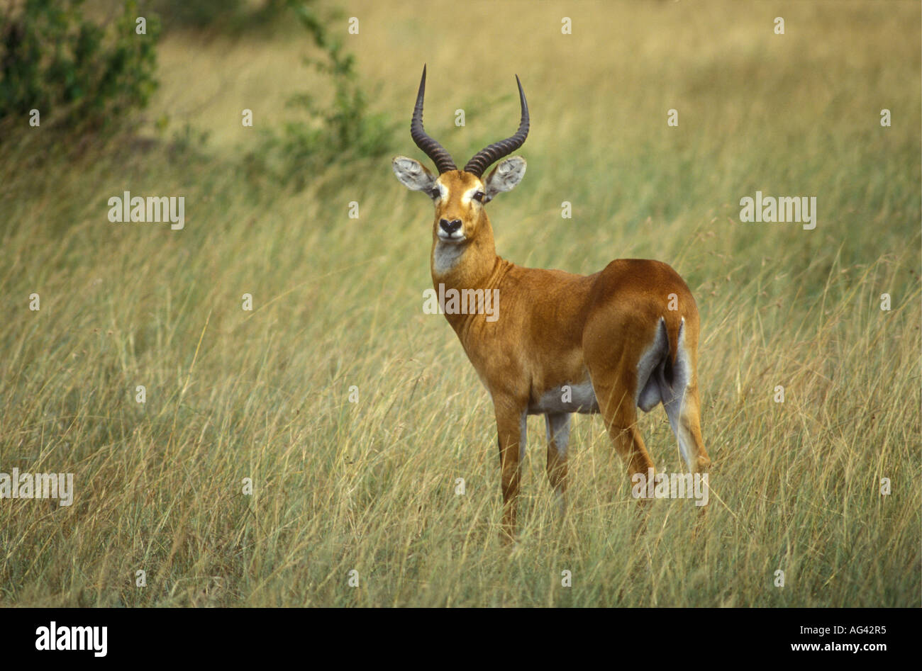 Male Uganda Kob in open grassland Ruwenzori or Queen Elizabeth National ...
