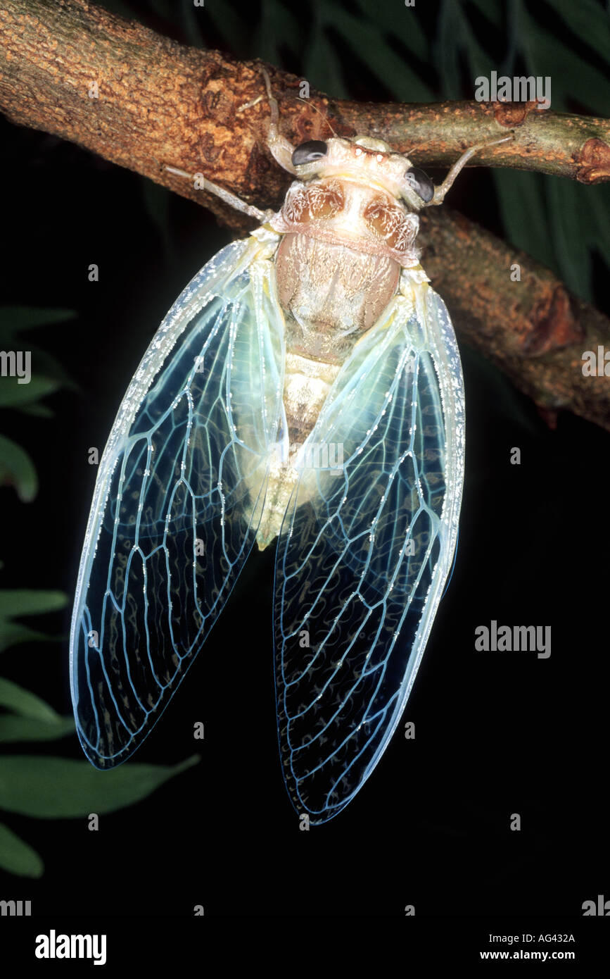 An Australian cicada drying its wings after shedding its shell for the ...