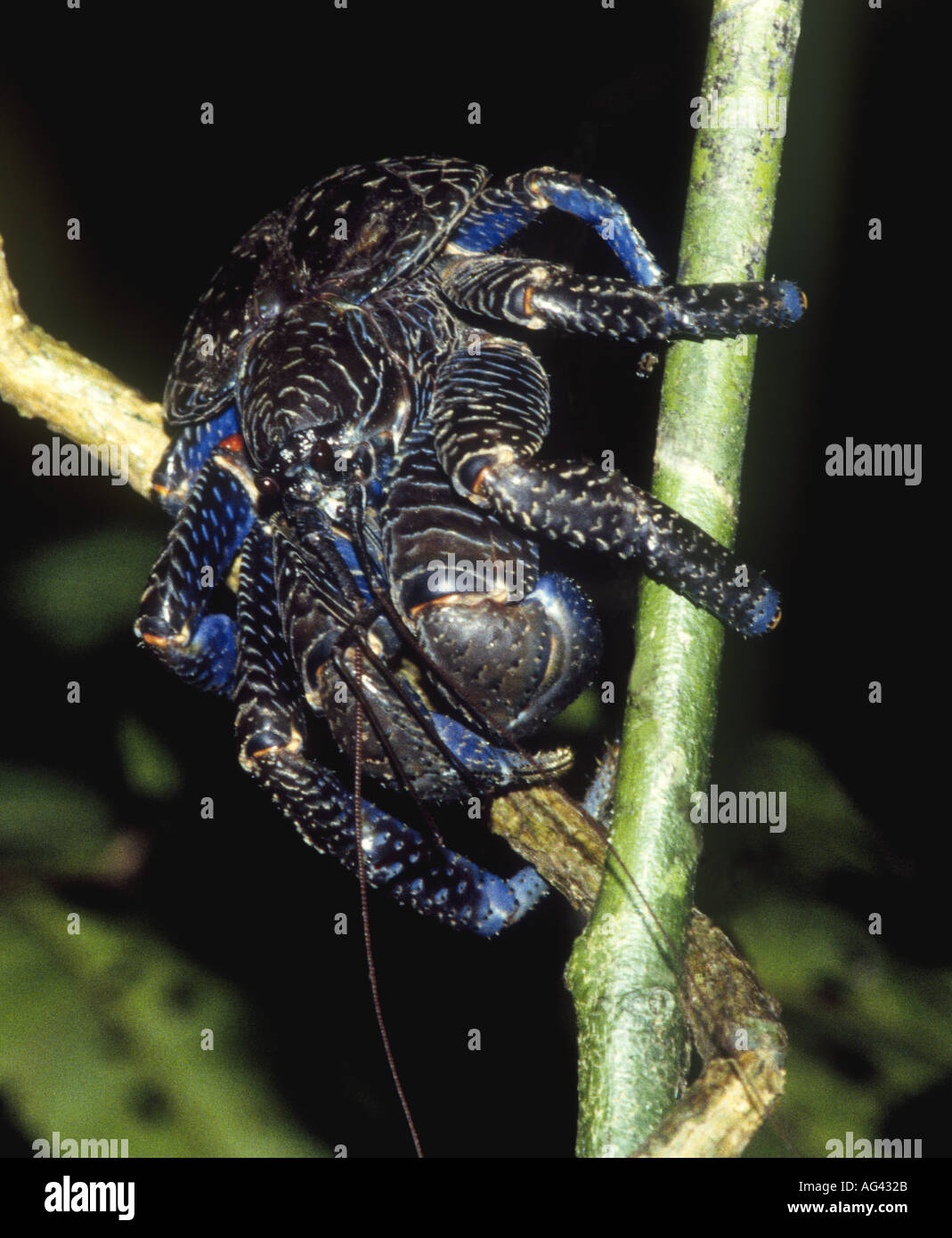 A Coconut, or Robber Crab, Birgus latro. Uepi Island, Solomon Islands ...